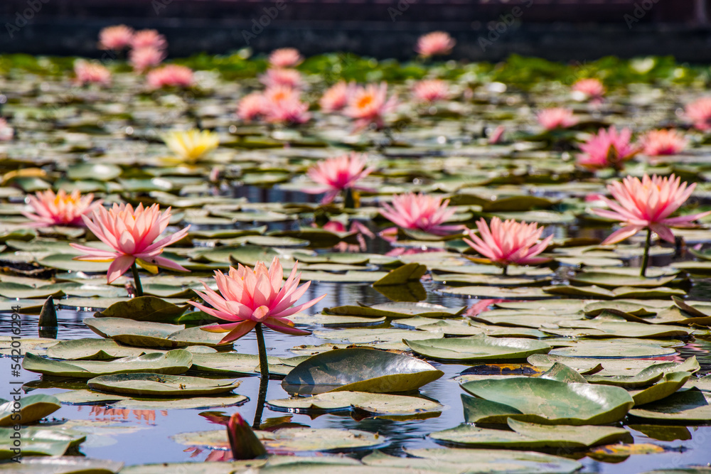 Lotus at Maya devi temple the birth place of lord gautam buddha in ...
