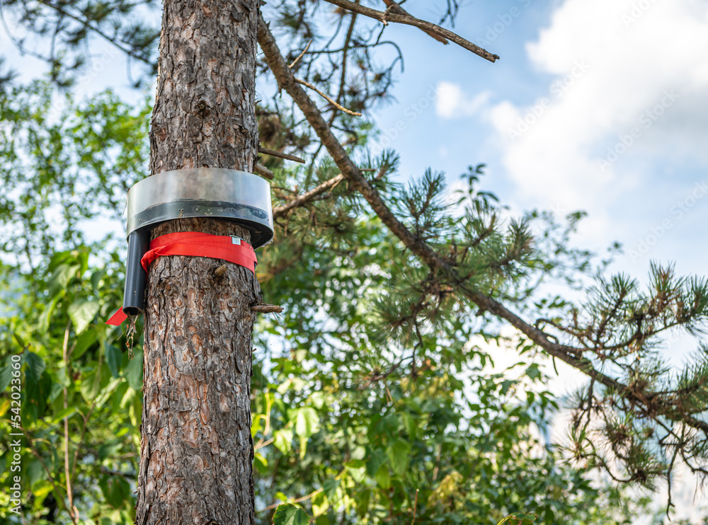 Ecological traps laid on a pine tree to catch processionary ...