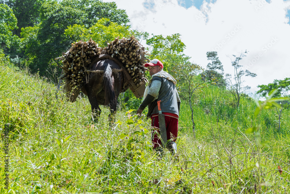 muleteer from the paisa region of colombia carrying a load of sugar ...