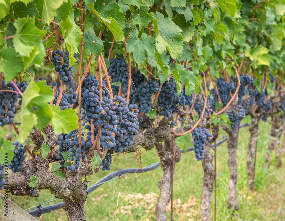 Lagrein grape variety. Lagrein is a red wine grape variety native to ...