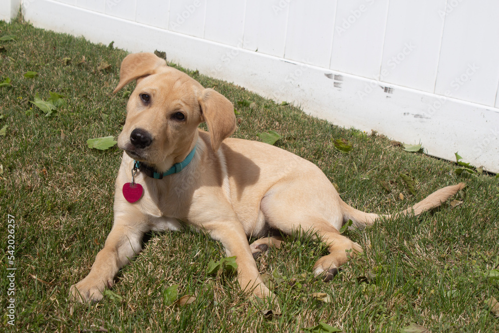 Yellow Lab Mix Puppy