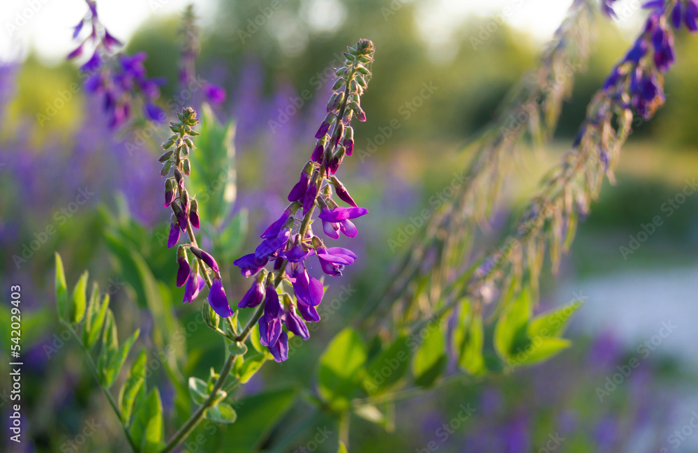 Flowers of GALEGA OFFICINALIS, honey-bearing,fodder,medicinal plant ...