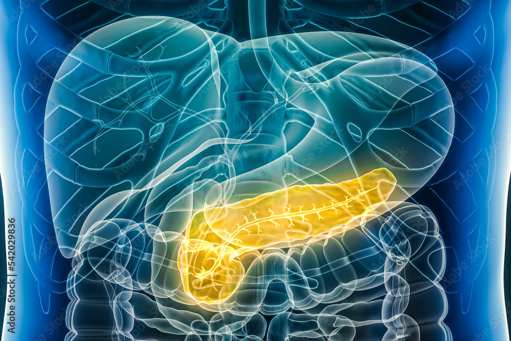Pancreas with pancreatic duct. Organ of the human digestive system 3D ...