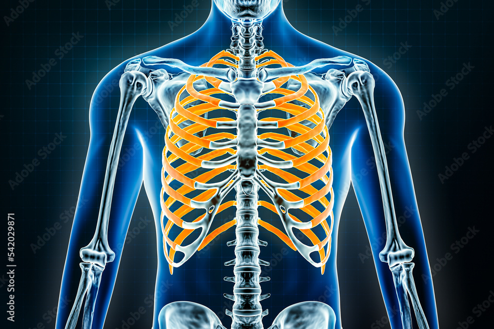 Ribs x-ray. Osteology of the human skeleton, thorax bones and rib or ...