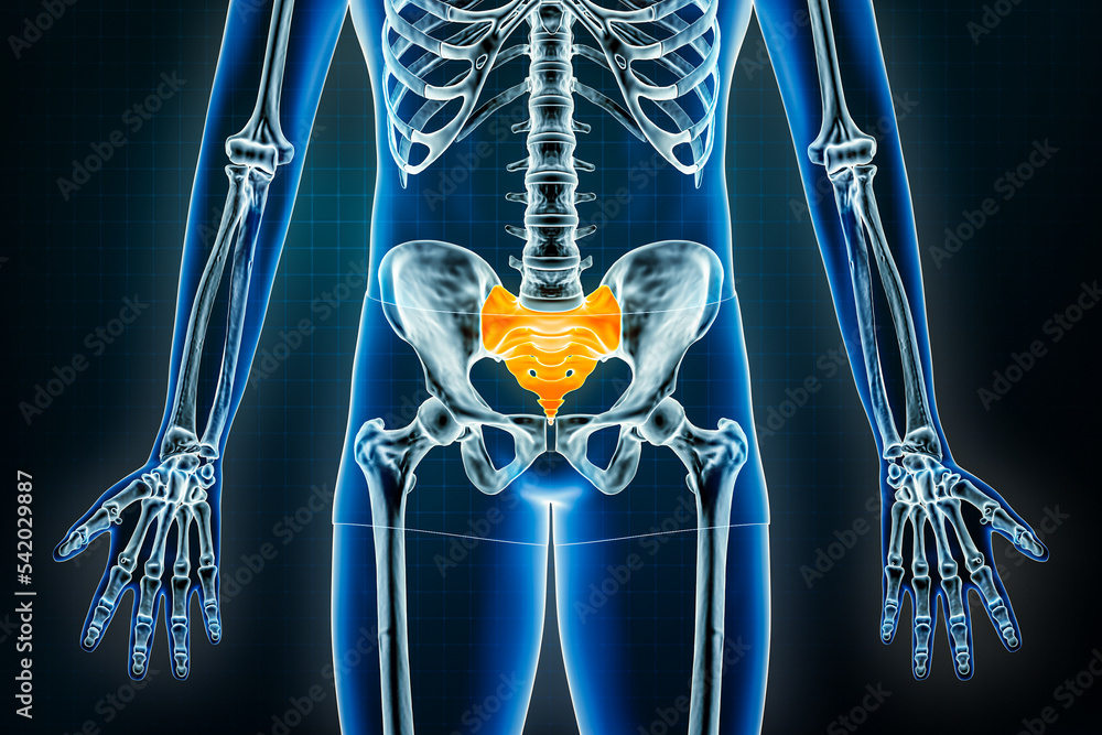 Sacrum and coccyx x-ray front or anterior view. Osteology of the human ...