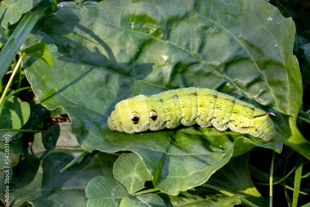 Caterpillar of the Deilephila elpenor. Caterpillar with a horn on its ...