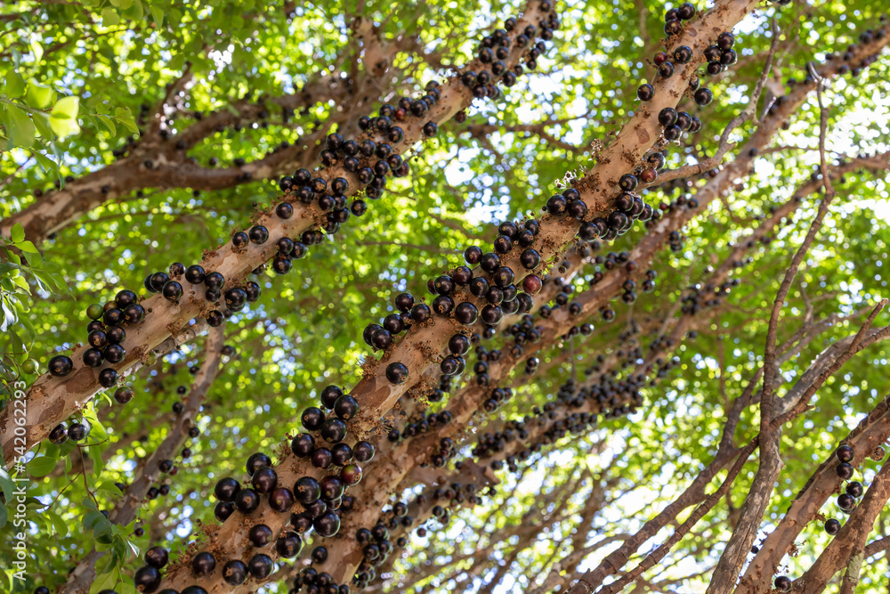 Fruit exotic. Jabuticaba ready to be harvested. Jaboticaba is the ...