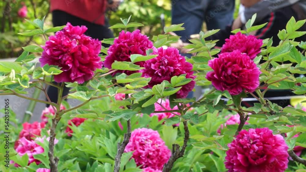 Peonies, a unique woody and precious flower in China, are known as the ...