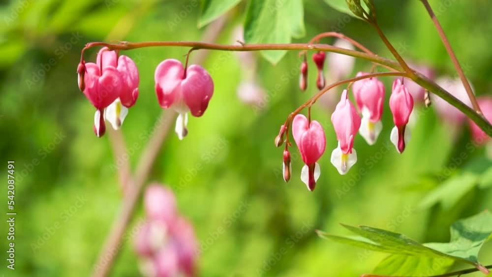 Peonies, a unique woody and precious flower in China, are known as the ...