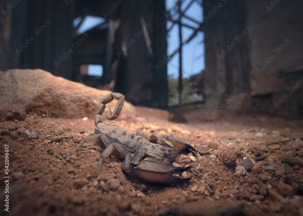 Foto Stock A scorpion on dirt substrate inside derelict remains of a ...