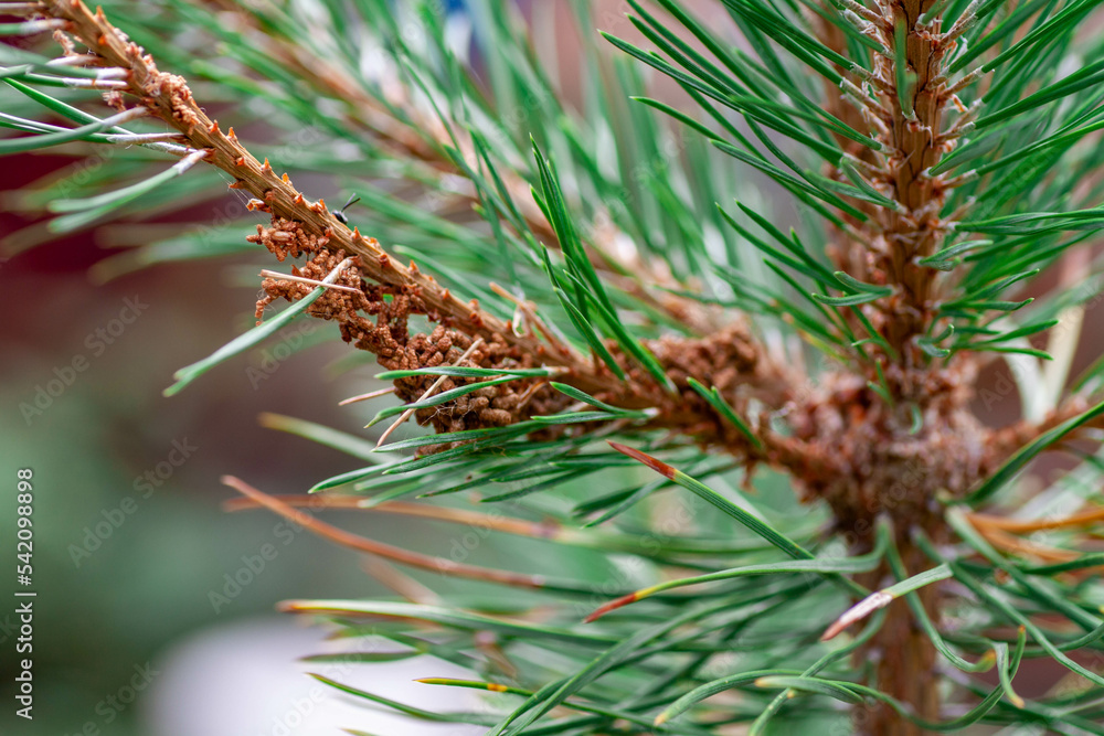Foto de Diseases of coniferous trees - parasites of pine wood ...