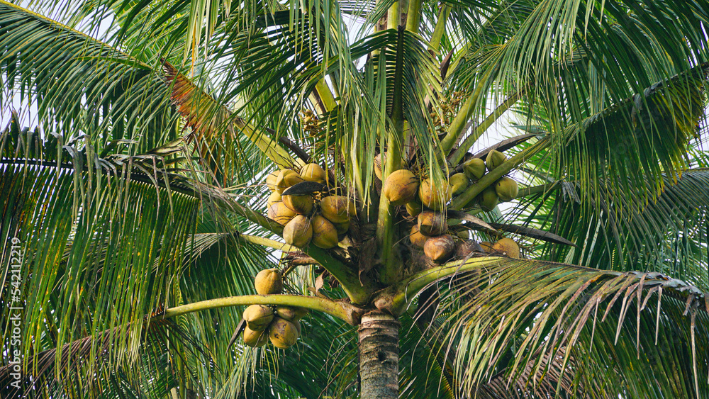 Coconut tree with green coconuts, Coconuts for fresh drinks, coconut ...