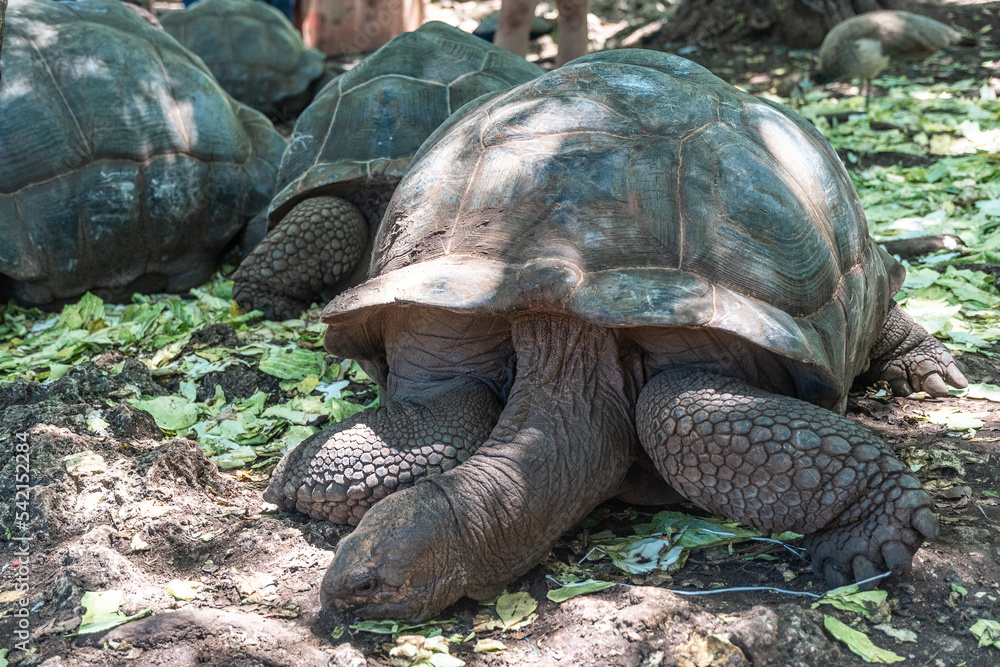 Tortoise sanctuary in Prison (Changuu) Island, Zanzibar, Tanzania Stock ...