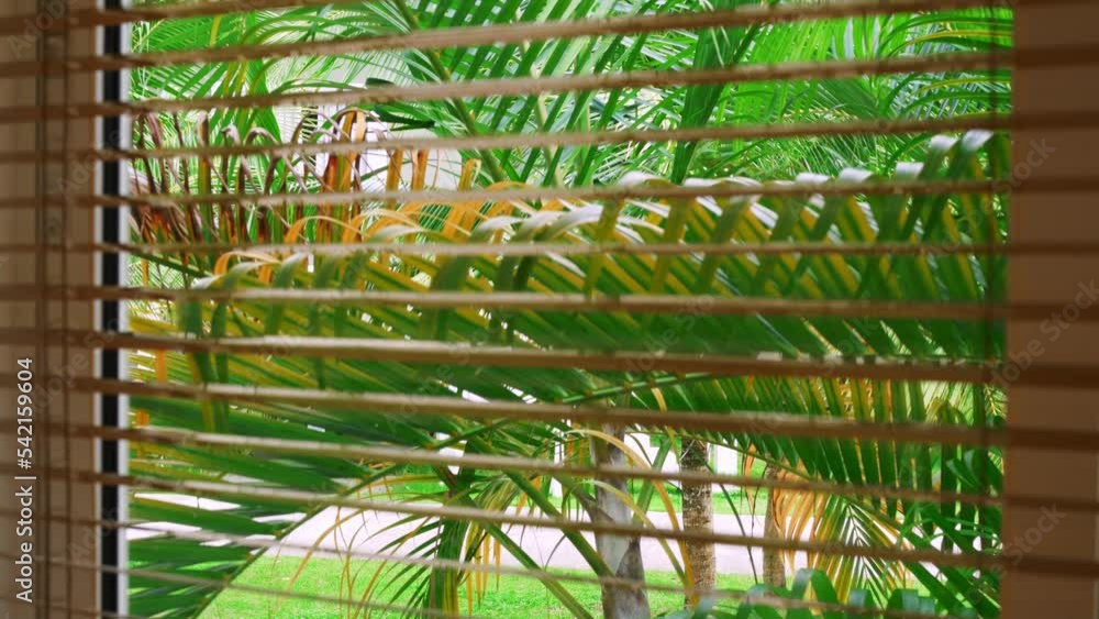 View of palm tree branches through window with blinds. Relax in hotel ...