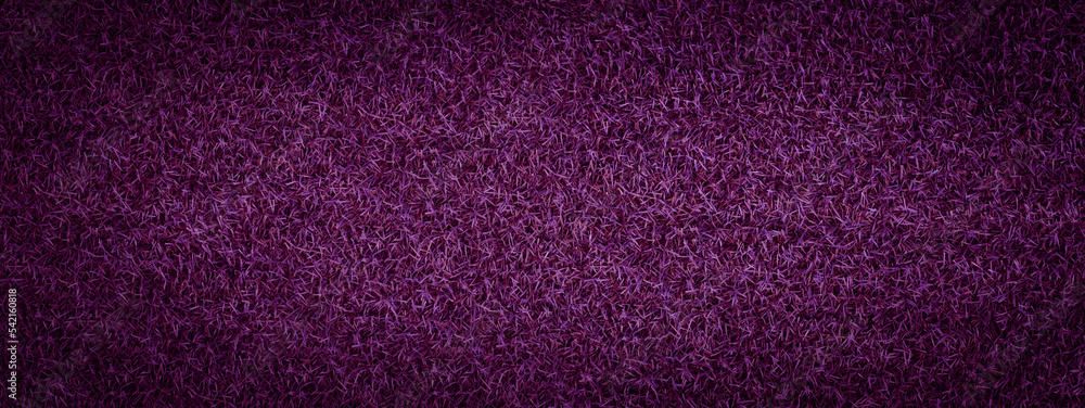 purple grass texture background grass garden concept used for making ...