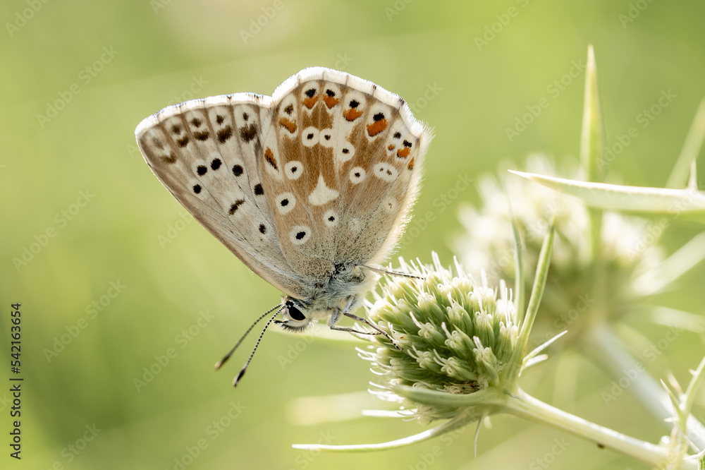 Mariposas posadas en verano Stock Photo | Adobe Stock