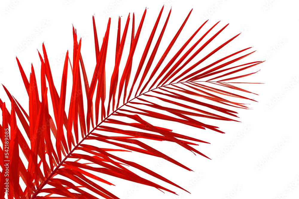 Palme rouge sur fond blanc Stock Photo | Adobe Stock