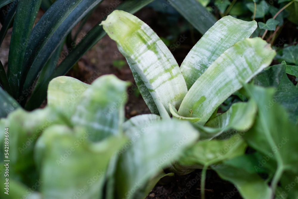 Indoor plant with large green leaves. Aechmea fasciata, only leaves ...