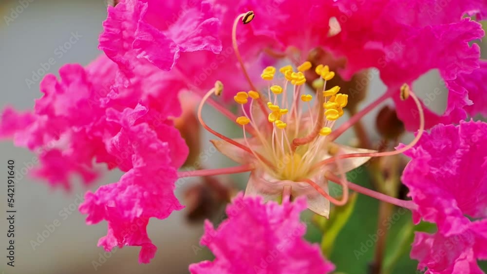 Pink Crepe Myrtle Crape flower petals and stamens, very beautiful for ...