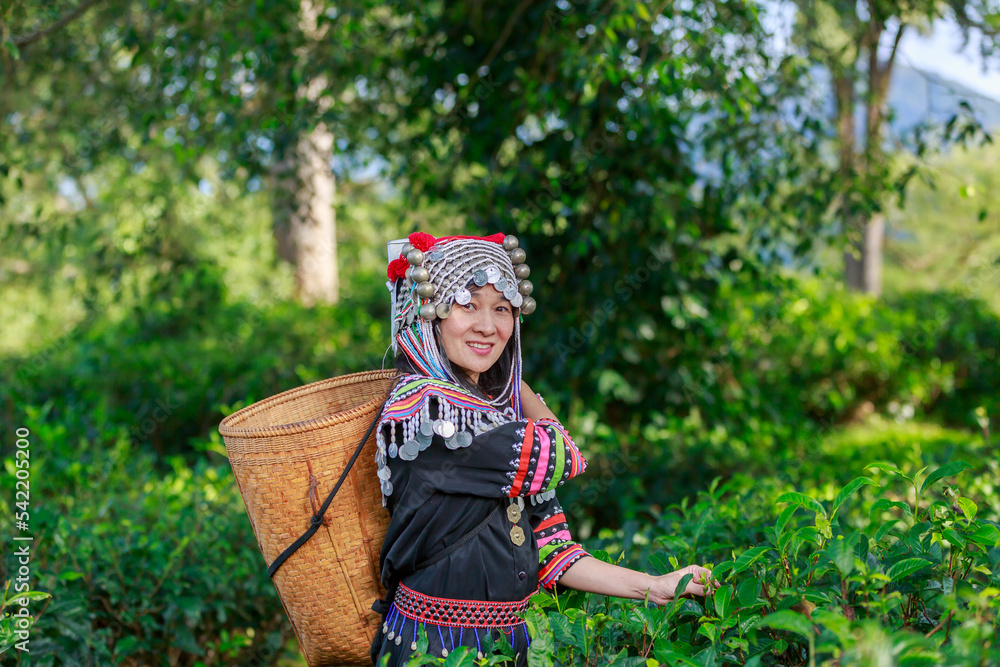 Hill tribe Asian woman in traditional clothes collecting tea leaves with basket in tea ...