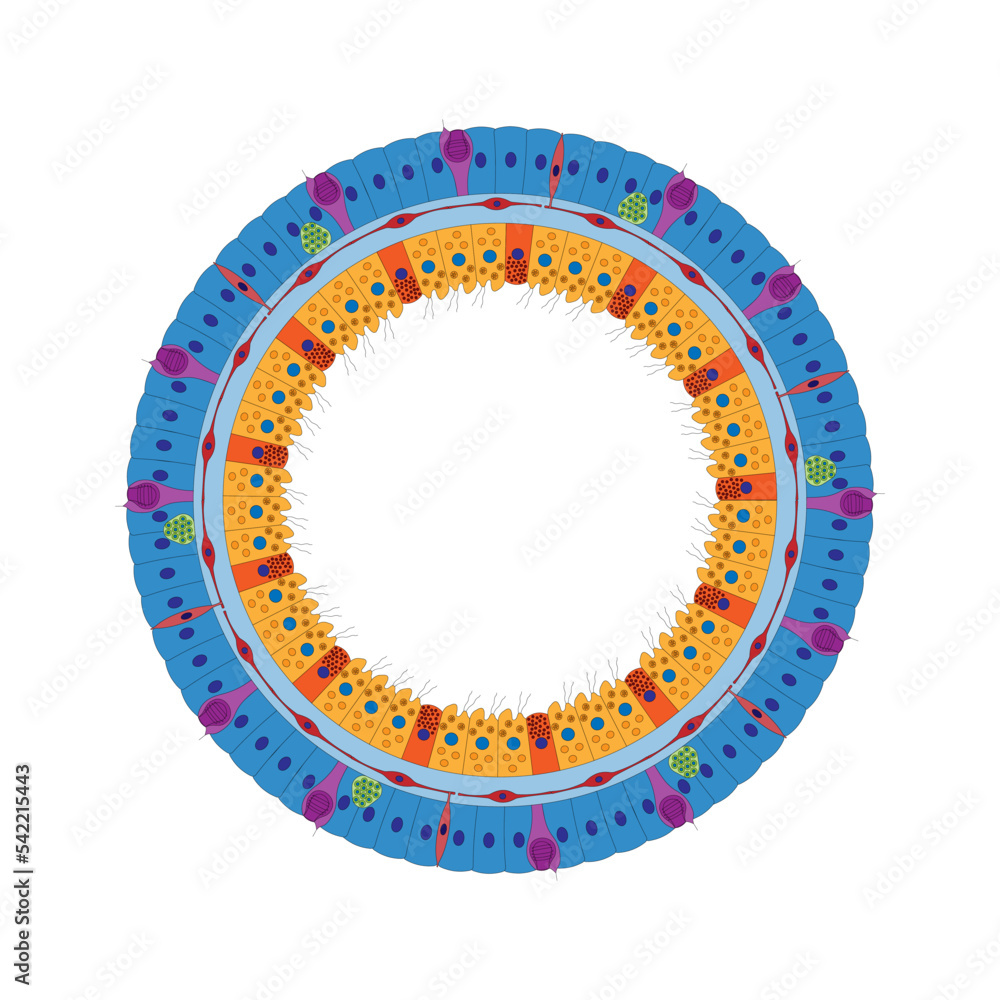 Hydra Cross Section. The two layers of epithelial cells. Stock Vector ...
