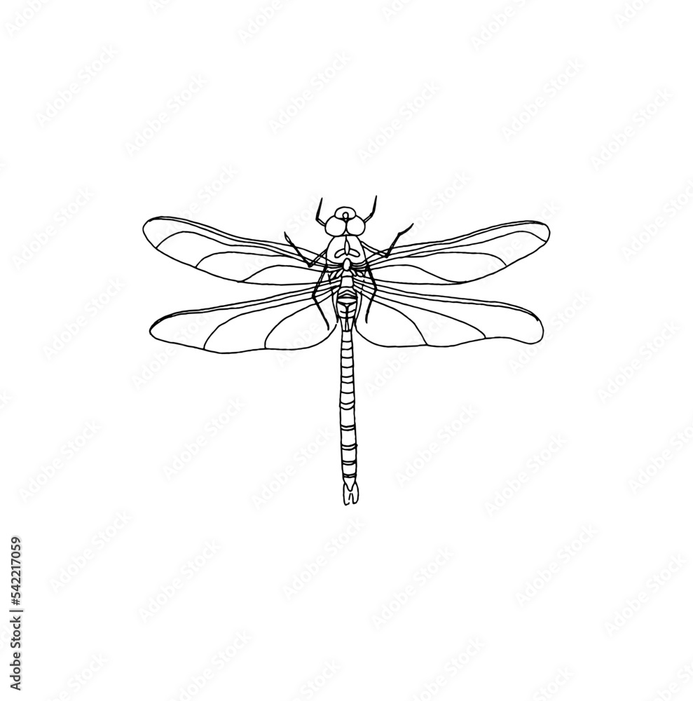Line drawing of a dragon fly illustration Stock Vector | Adobe Stock