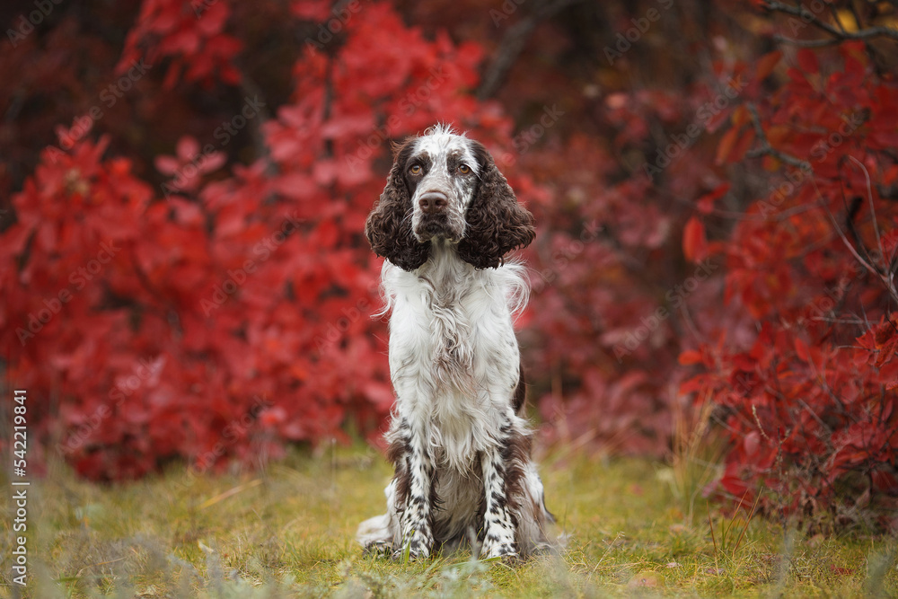english springer spaniel dog portrait in autumn Stock Photo | Adobe Stock