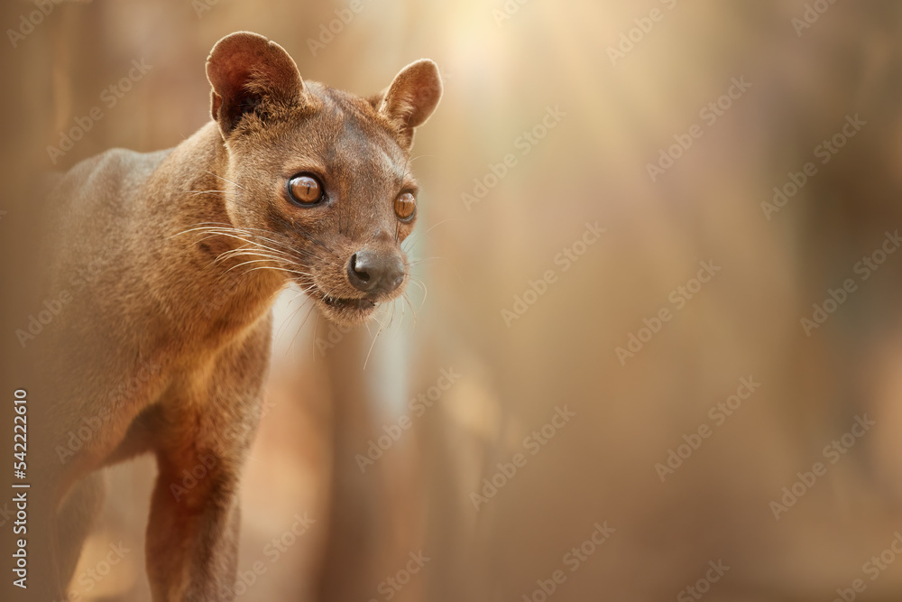 Madagascar Fossa, Cryptoprocta ferox, male. Portrait of endangered ...