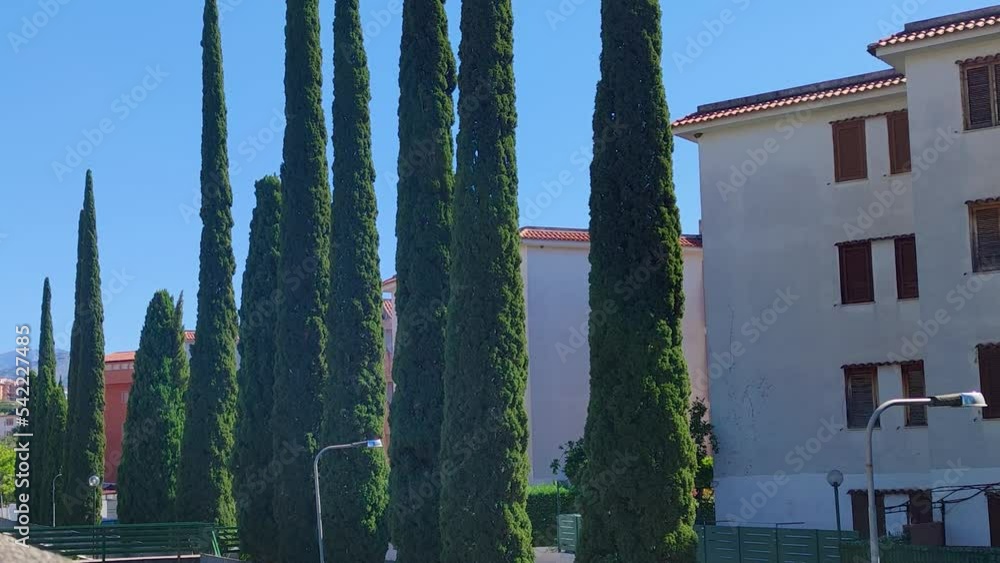 Italian Cypresses. Evergreen Trees. Green Pine Trees in Scalea ...