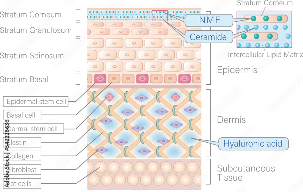 What Is Ceramides And Hyaluronic Acid at Kathleen Dekker blog