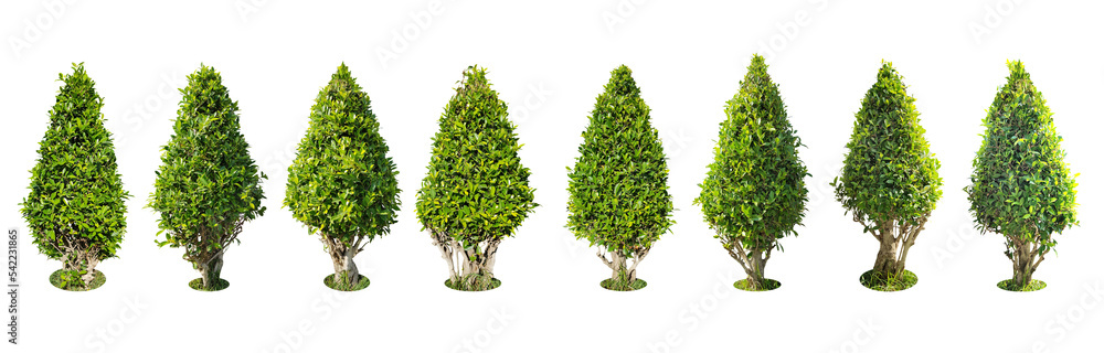 Bush, Dwarf trees, ornamental trees, shrubs and bonsai. Siamese rough ...
