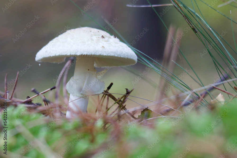 Fotka „muchomor sromotnikowy, Amanita phalloides, oronja verde ...