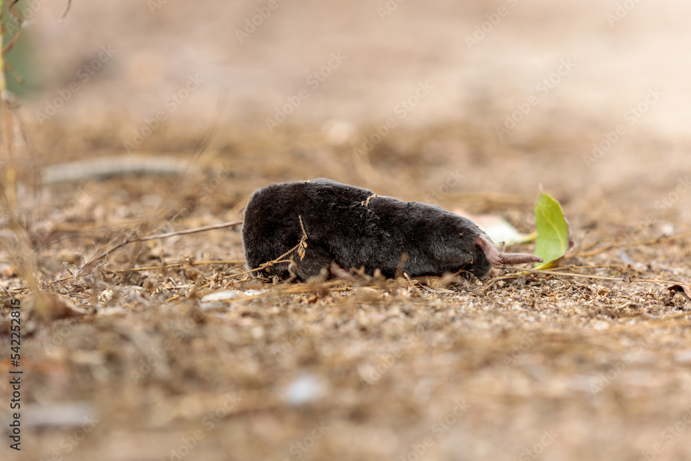 Dead mole Stock Photo | Adobe Stock