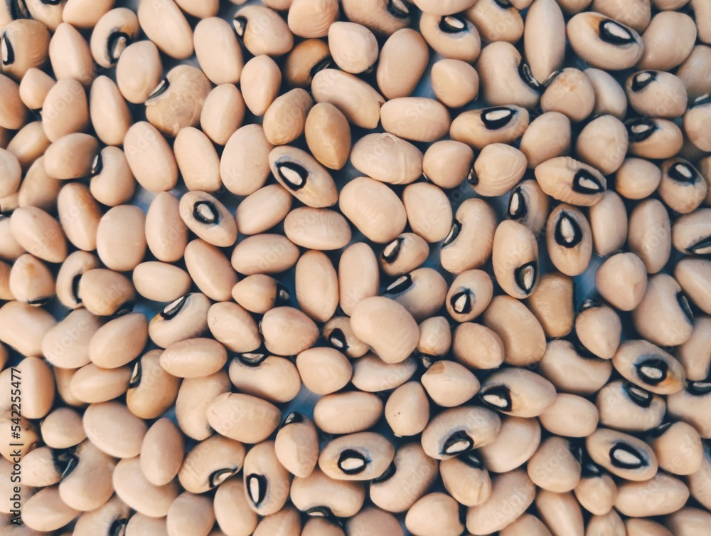 Cowpea blackeyed pea seeds white lobia a legume pulse an edible bean a ...