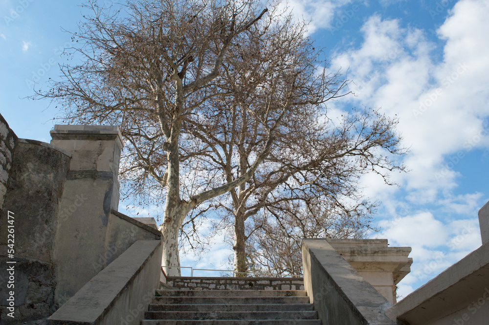 Stairway and Platanus, plane tree with round seeds and without leaves ...