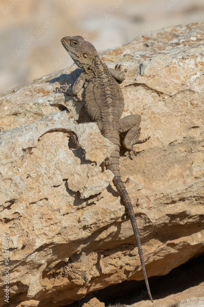Laudakia stellio, starred agama, roughtail rock agama, hardun basking ...