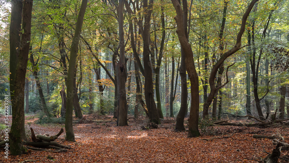 The "dancing" trees in one of the oldest and most beautiful forests in ...