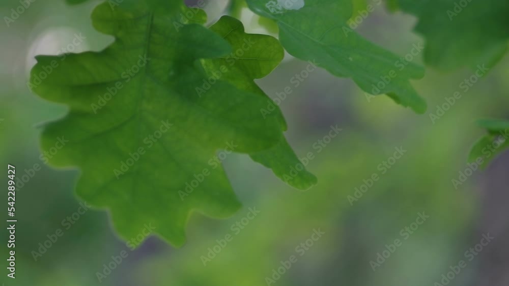 Vidéo Stock Close-up on oak tree leaves of the genus Quercus. Filmed in ...