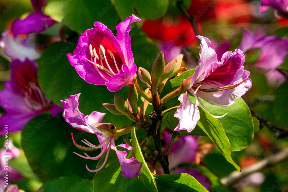 Orchid Tree (Bauhinia Variegata Purpurea) Stock Photo | Adobe Stock