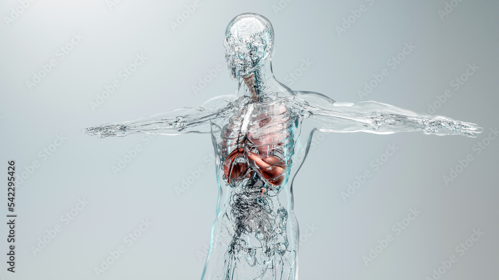 Diaphragm Human Respiratory System Anatomy, Medical Concept, the ...