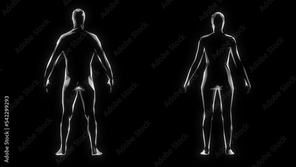 Futuristic human female and male body low poly wireframe. 4k Human ...