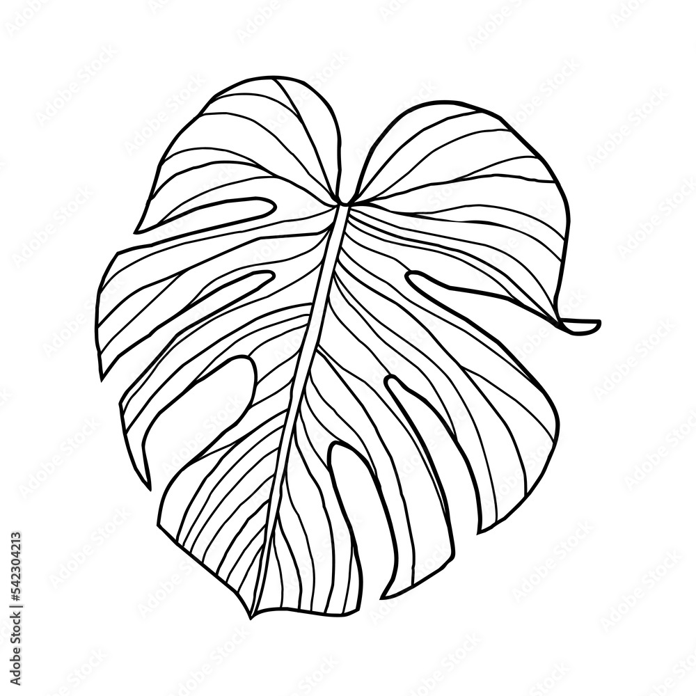 Monstera tropical leaves. Exotic leaves jungle. Line art of monstera ...