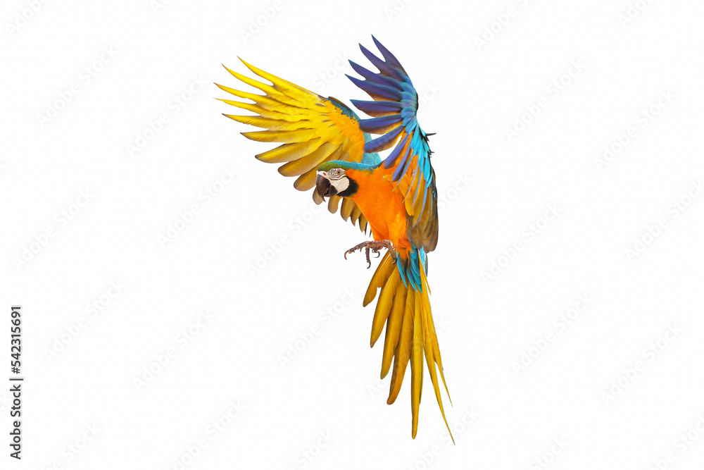 Colorful Blue and gold macaw parrot flying isolated on white background ...