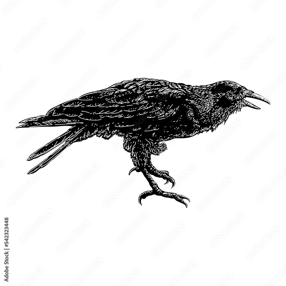 Hawaiian Crow hand drawing vector illustration isolated on background ...