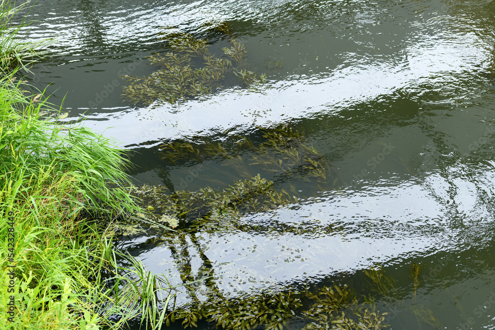 Garbage and blooming green water. Algae bloom due to pollution ...