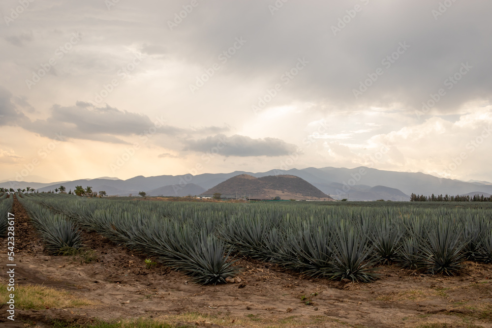 Campo de agave en Tequila, Jalisco (México) Stock Photo | Adobe Stock