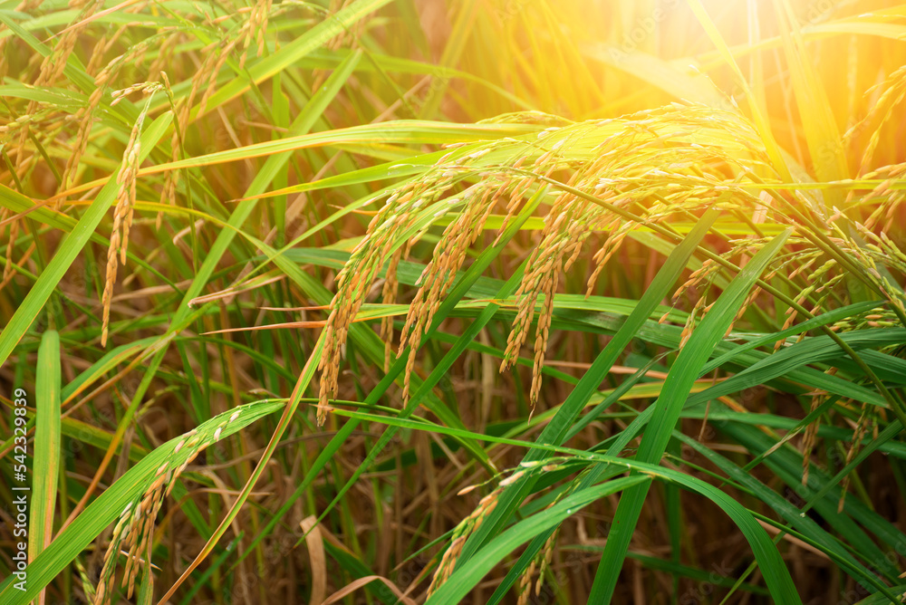 Rice farm, Rice field, Rice paddy in thailand, rice field in Beautiful ...