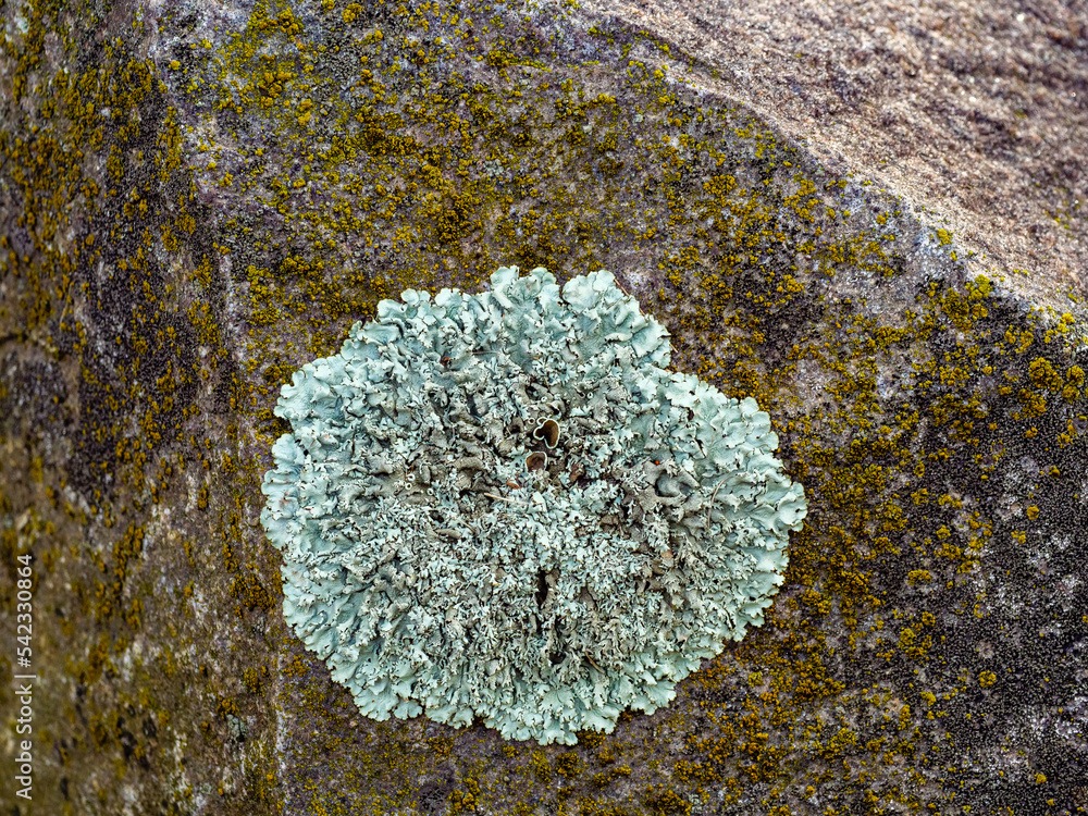 Lichen Crustose