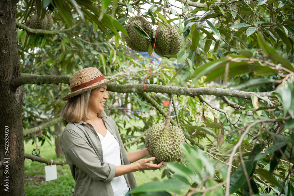Happy young asian woman farmer holding durian in durian plantation ...