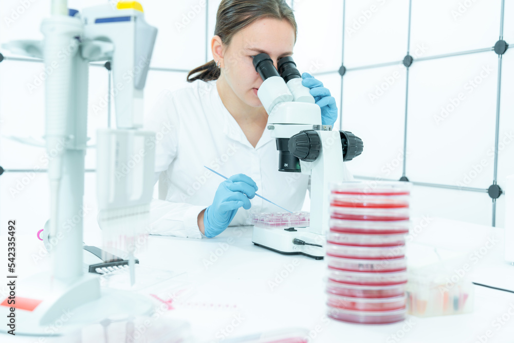 a young woman in a food quality control laboratory examines samples of ...